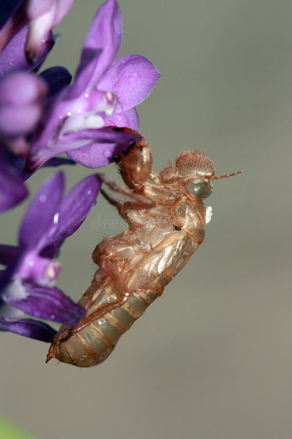 Baby Cicada Drying it`s Wings, Queensland, Australia Stock Image ...