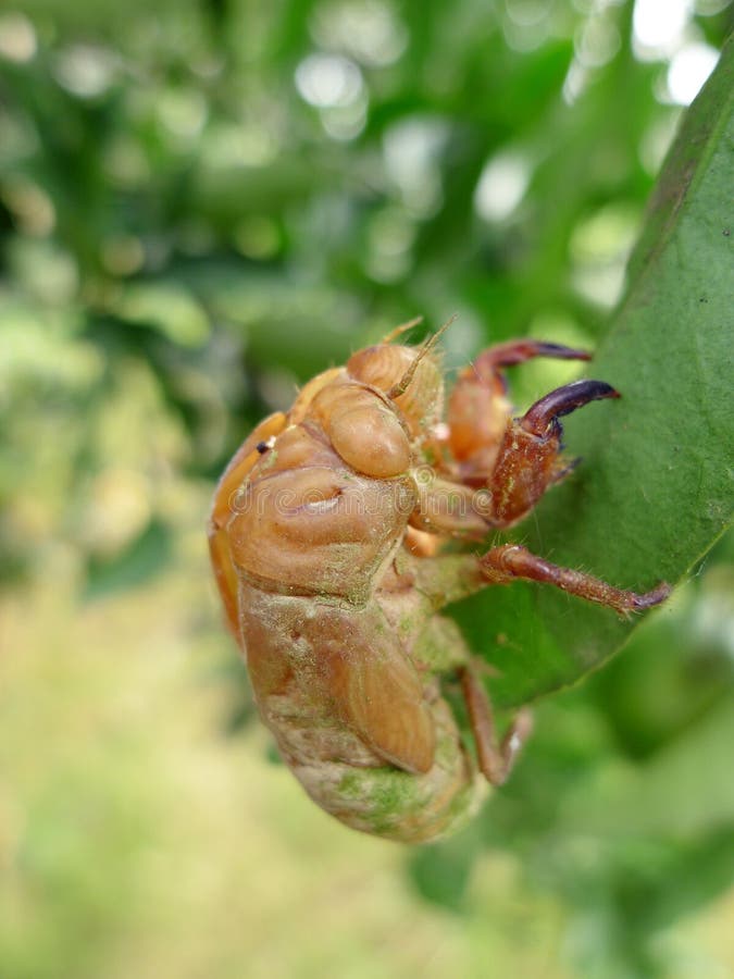 Cicada skin stock photo. Image of brown, grasshopper - 34131024