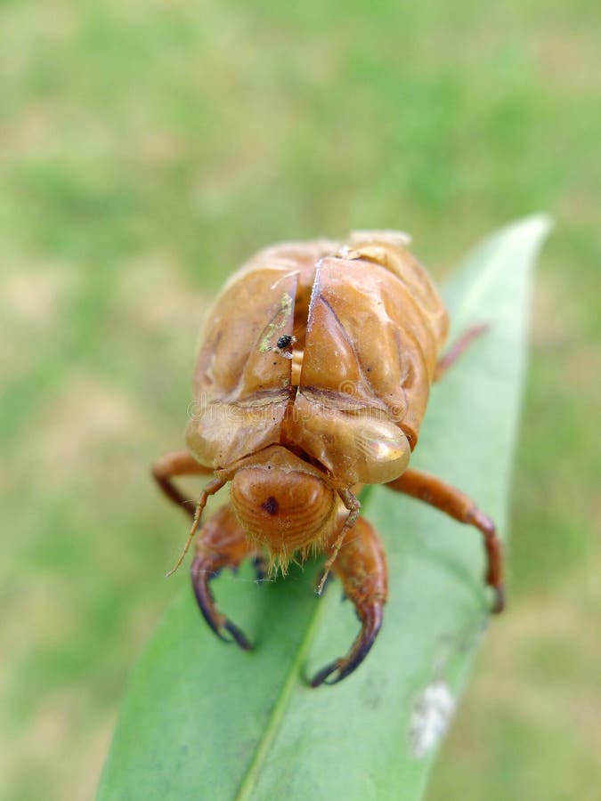 Cicada skin stock photo. Image of close, hold, exoskeleton - 34131148