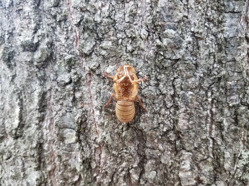 Cicada Skin Molt on Brown Tree Trunk Stock Image - Image of cicadas ...