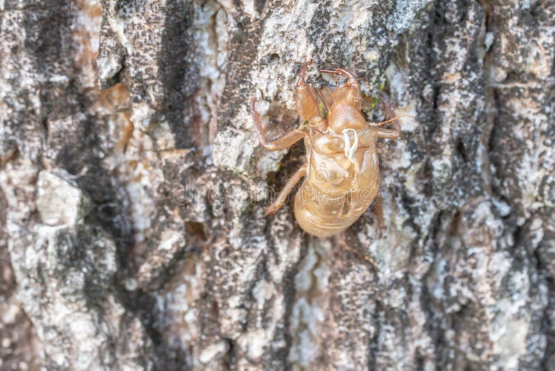 Cicada Skin. stock photo. Image of summer, tree, closeup - 126435264
