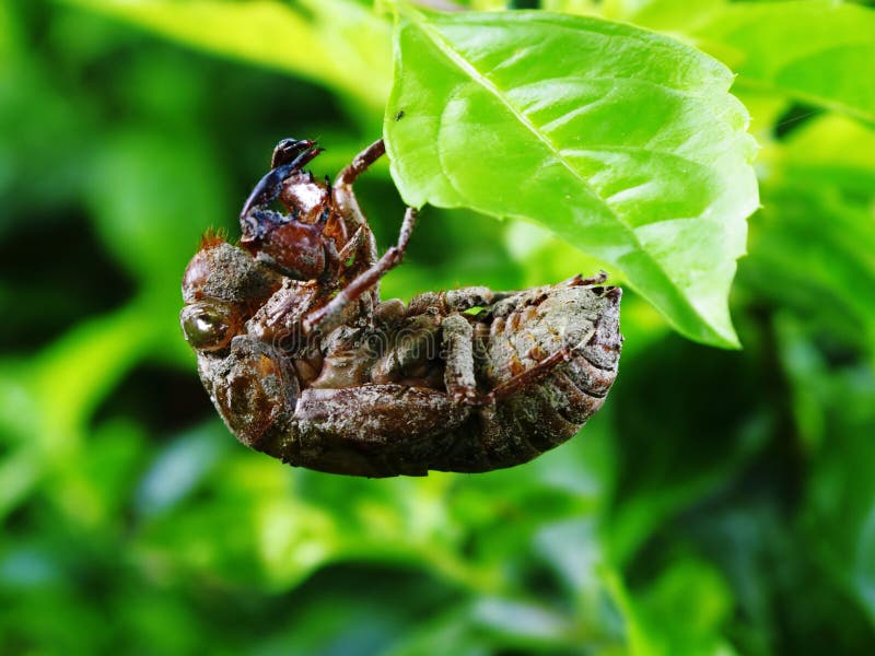 Cicada skin or shell stock image. Image of hemiptera - 14491707