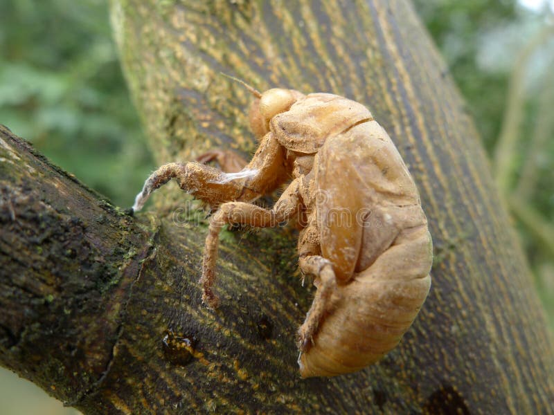 Cicada skin stock photo. Image of cicada, body, detail - 34130768