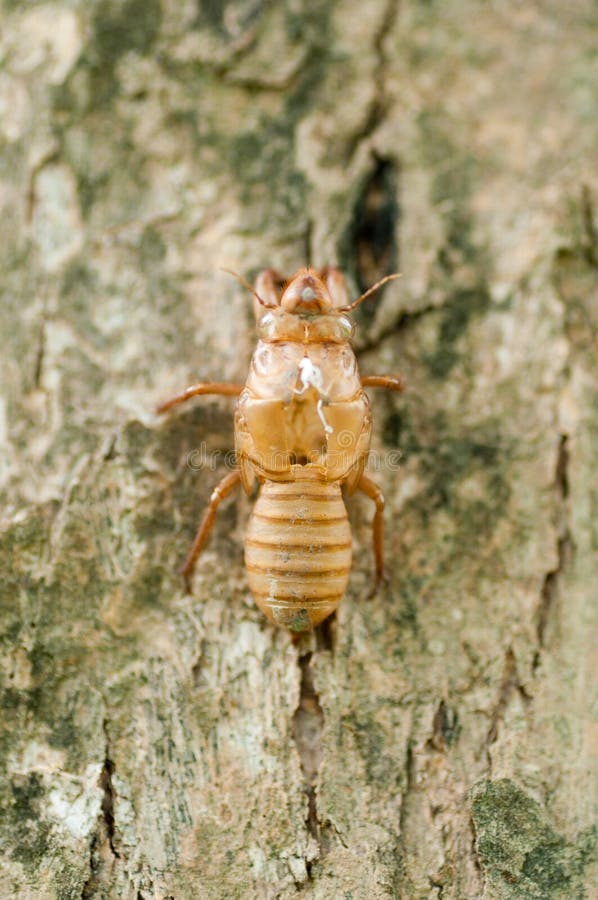 Cicada slough stock image. Image of tree, hang, abandon - 19204995