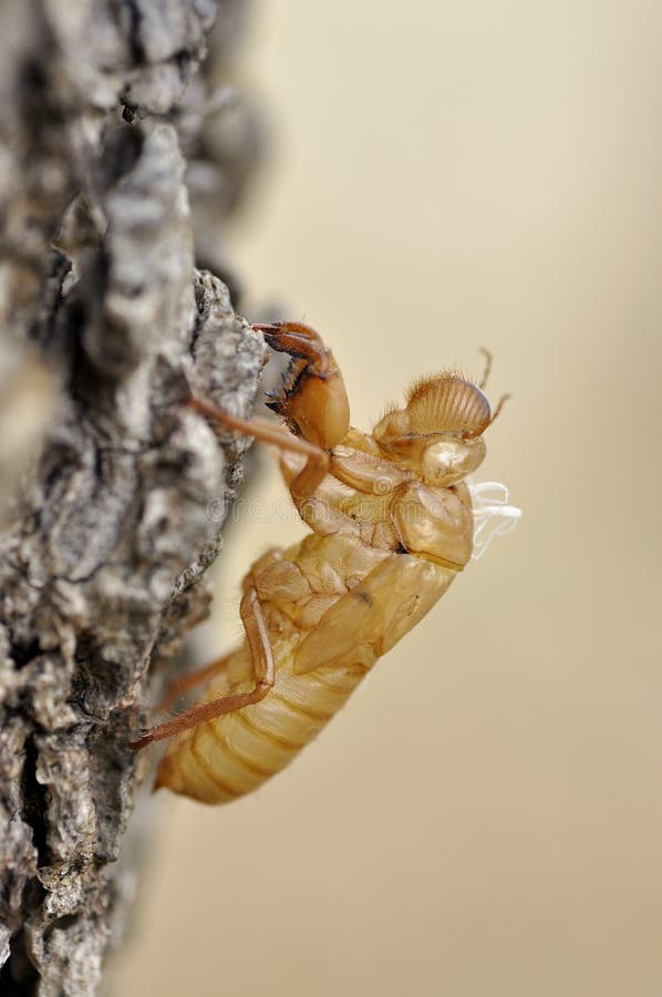 Cicada Locust Molting Closeup Stock Photo - Image of molting, cicada ...