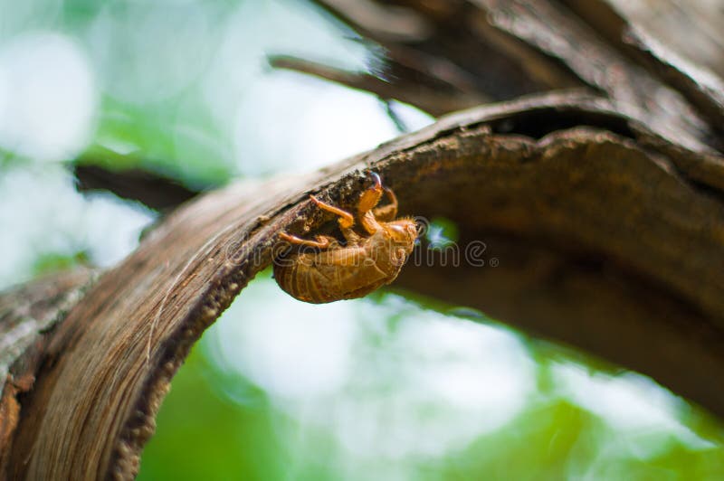 Cicada Slough, Insect, Nature Stock Image - Image of tree, periostracum ...