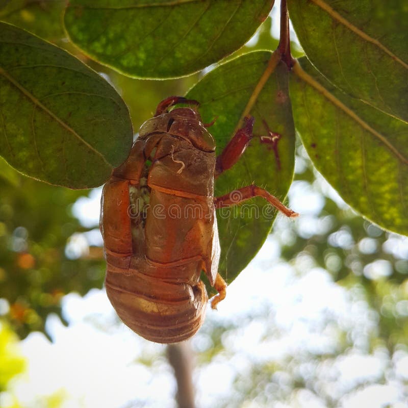Cicada slough stock photo. Image of cicada, slough, japan - 81525664