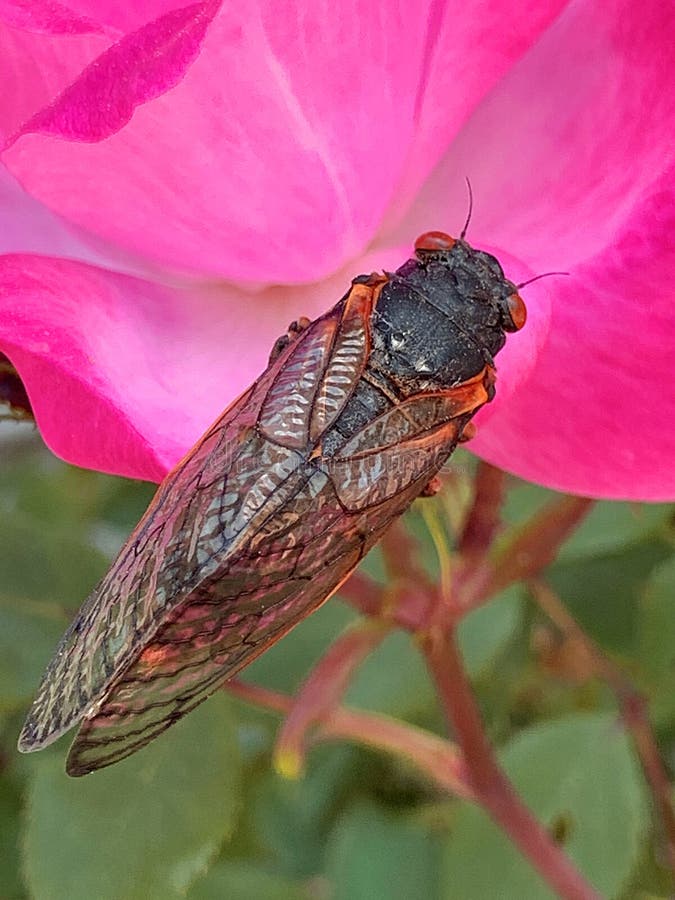 Cicada Smelling the Roses stock image. Image of pack - 219366335