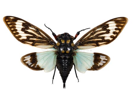 Cicada spread stock image. Image of macro, path, isolated - 16406661