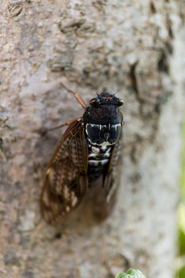 Cicada in summer stock photo. Image of macro, summer - 79079220