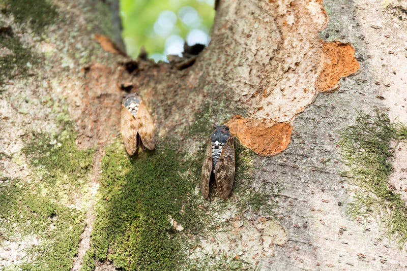 Cicada in summer stock photo. Image of macro, summer - 79079220