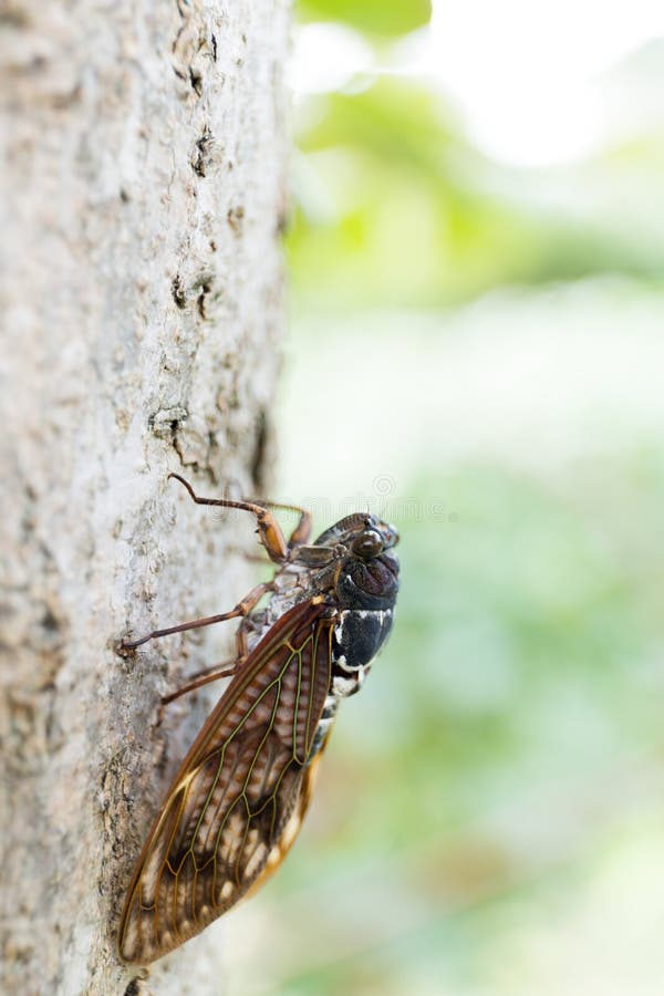 Cicada in summer stock photo. Image of macro, summer - 79079220