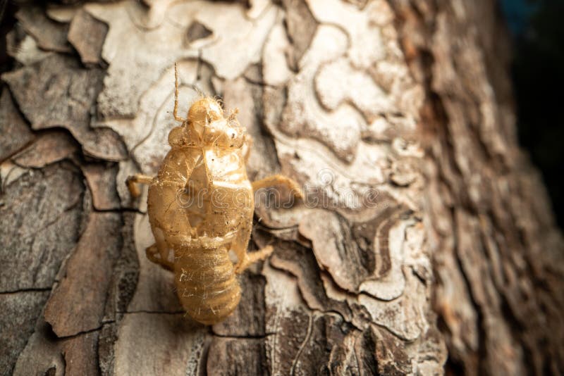 The Cicada Threw Off Its Shell. it Dried Up in the Sun. Hanging from a ...