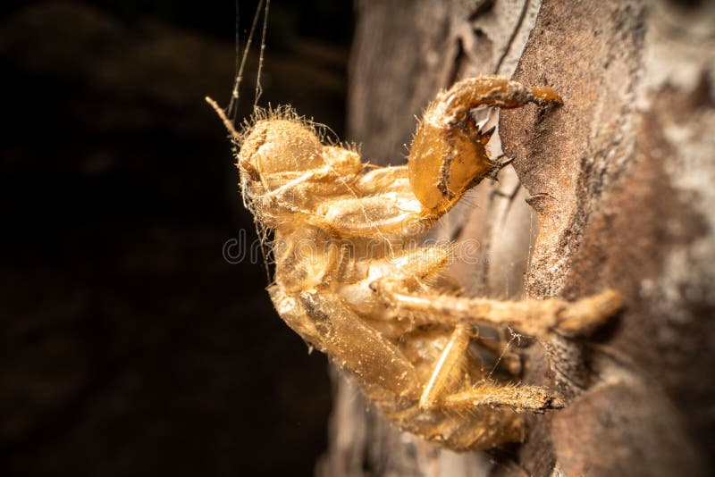 The Cicada Threw Off Its Shell. it Dried Up in the Sun. Hanging from a ...