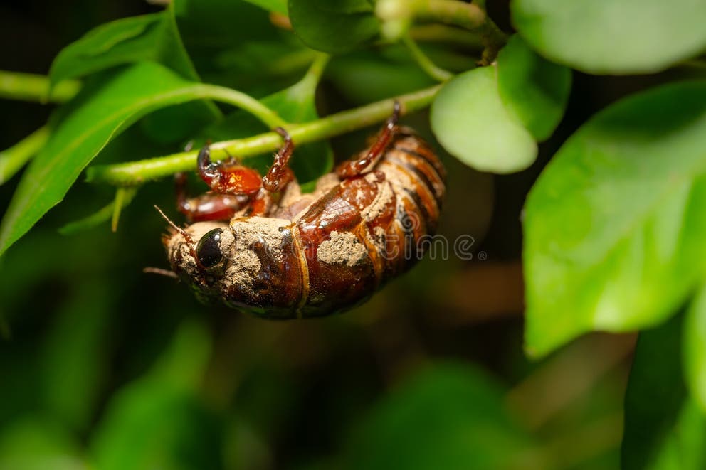 Cicada about To Molt Its Shell and Feathering at Horizontal Composition ...