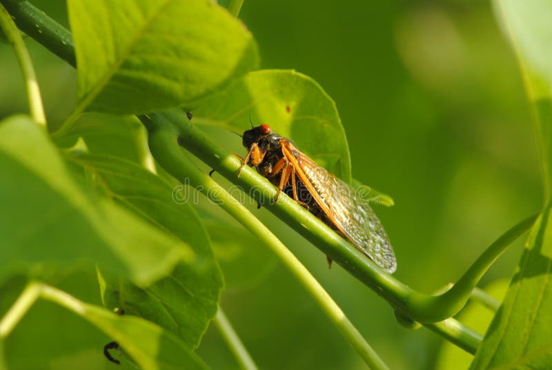 Cicada in a tree stock image. Image of tree, insect - 199280177