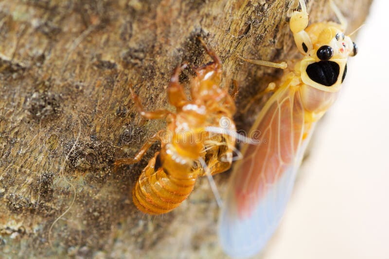 Cicada on tree stock photo. Image of plant, skin, tropical - 24736876
