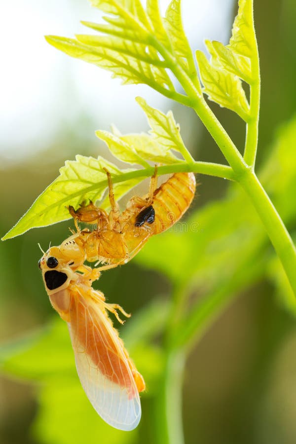 Cicada on tree stock image. Image of thailand, leaf, seventeen - 24753263