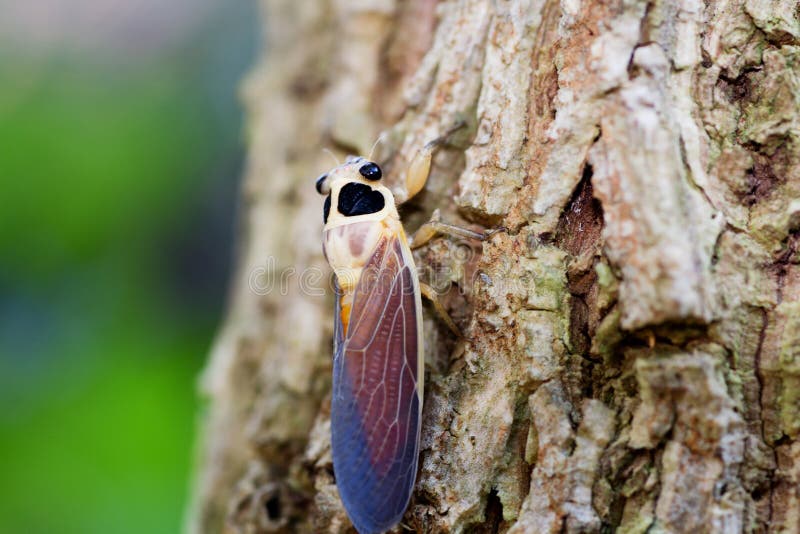 Cicada on tree stock photo. Image of macro, adult, metamorphose - 24736844
