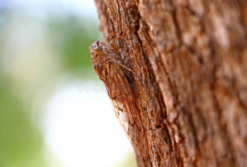 Cicada on a Tree Bark. India Stock Image - Image of tree, india: 72885379