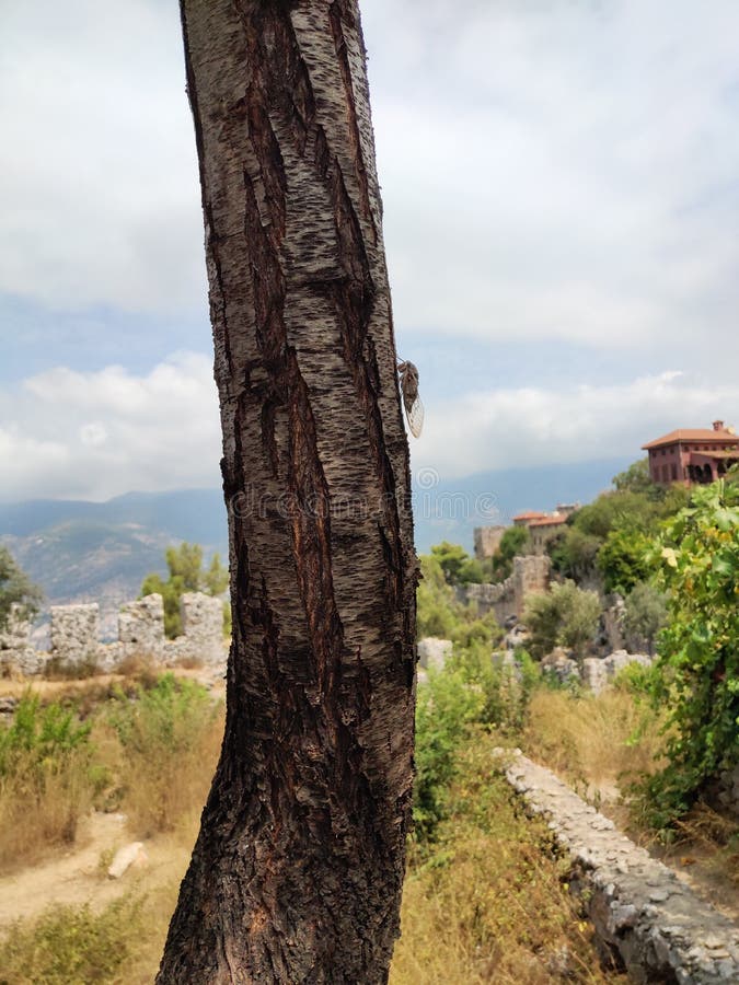 Cicada on a Tree Behind Mountains Stock Photo - Image of mountain, arch ...