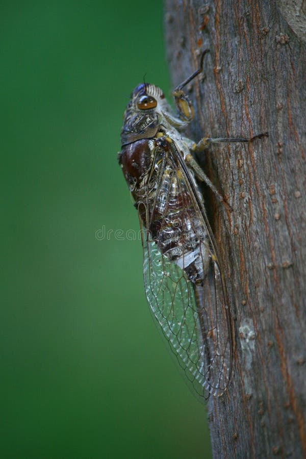 Cicada on the tree stock photo. Image of brown, cicada - 70917202
