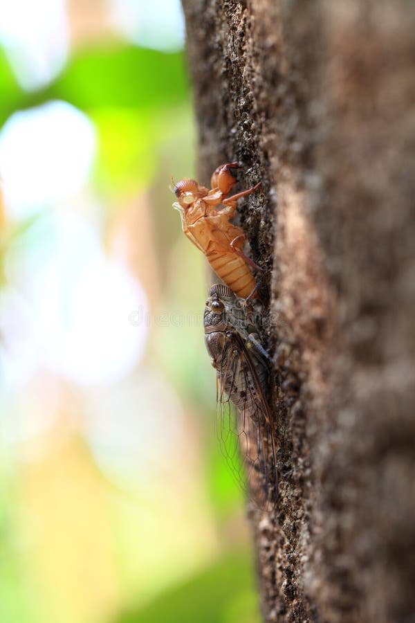Cicada on tree close up. stock photo. Image of close - 25234722