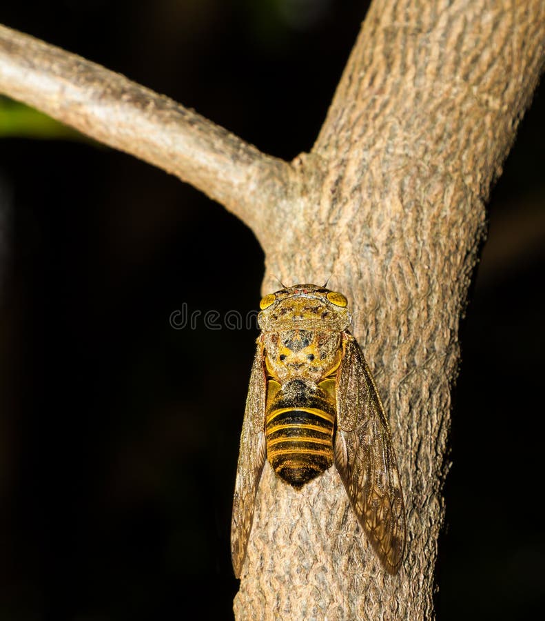 Cicada on tree stock photo. Image of cigale, yellow, close - 31080388