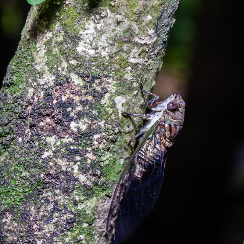Cicada on tree stock photo. Image of body, tree, closeup - 46167312