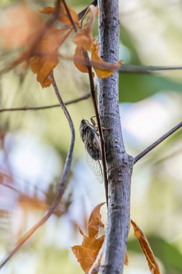 Cicada in the tree stock image. Image of animal, green - 89741935