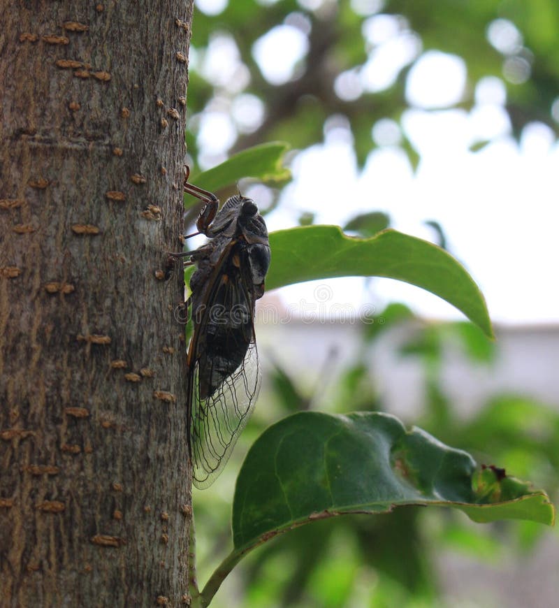 Cicada stock photo. Image of insect, close, macro, animal - 67805422