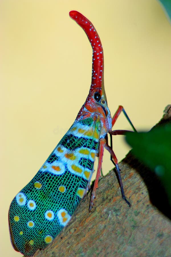 Cicada turkey stock image. Image of brightly, adjacent - 45033733
