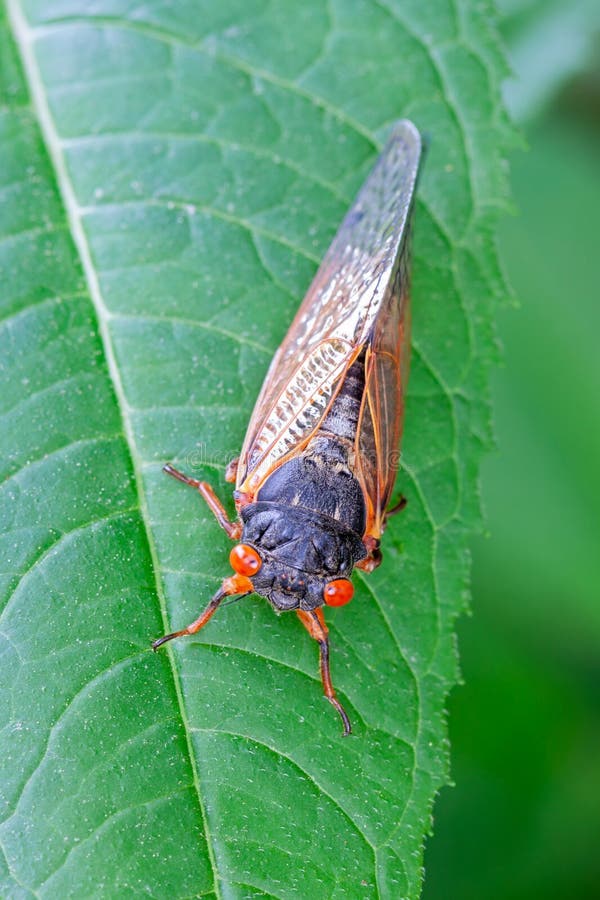 Cicada Walking Across a Leaf Stock Image - Image of grasshopper, pace ...