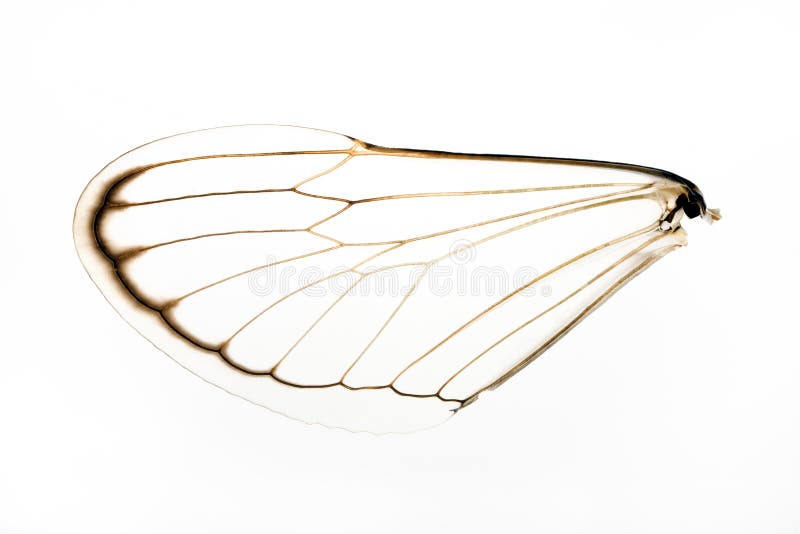 Cicada Wing stock image. Image of scientific, cicada - 14903615