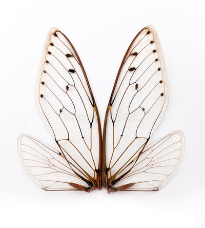 Cicada wings. stock photo. Image of pattern, white, pair - 25719294