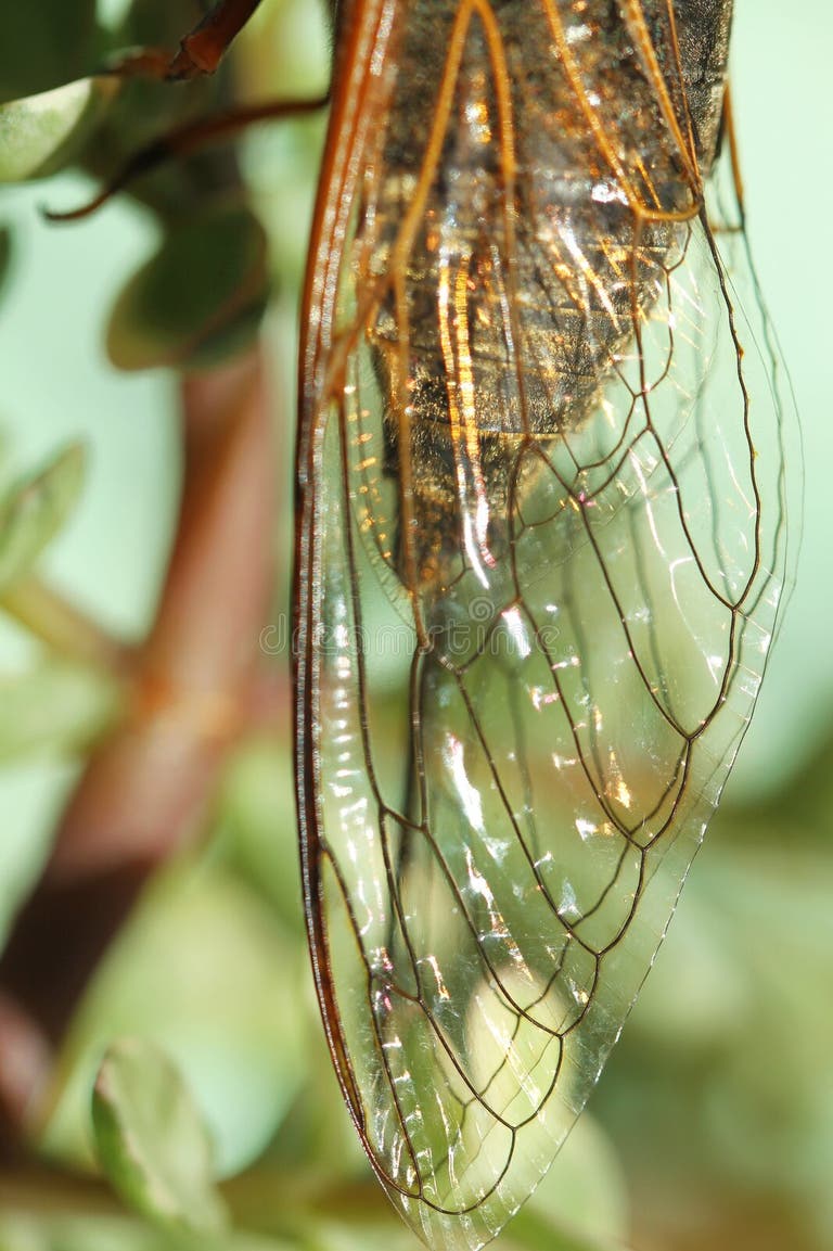2,345 Cicada Wings Stock Photos - Free & Royalty-Free Stock Photos from ...