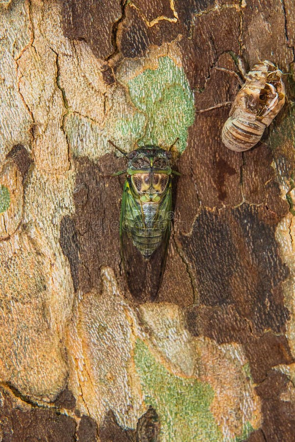 Cicada Y Su Concha En Un Tronco De Sicomore Foto de archivo - Imagen de ...