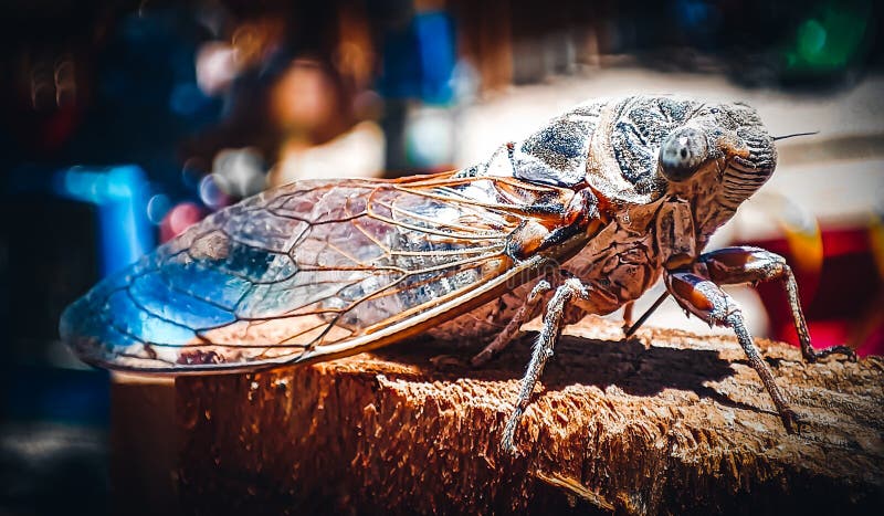 Cicadas, cicada, bug, stock image. Image of produce - 255104227