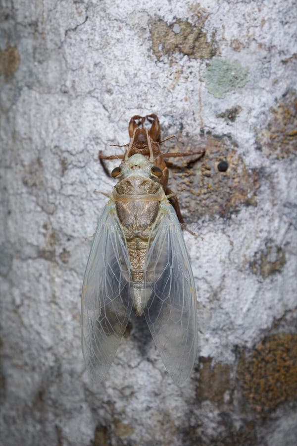 Cicadas Emerging stock photo. Image of tree, insect, wildlife - 28375678