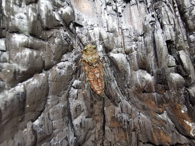 Cicadas are Insects Perched on Burnt Tree Trunks. Stock Image - Image ...