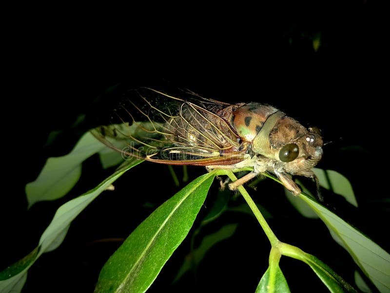 Cicadas on the Leaves at Night Stock Image - Image of night, insect ...