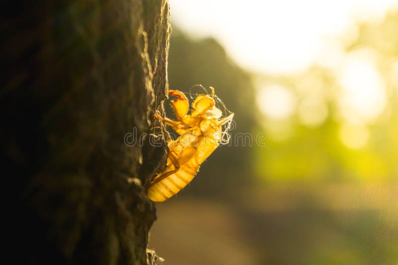 Cicadas Molting on the Tree. Stock Image - Image of park, forest: 213049517