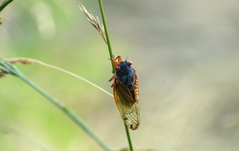 A Cicadas with Red Wings on the Edge of a Grass Stock Image - Image of ...