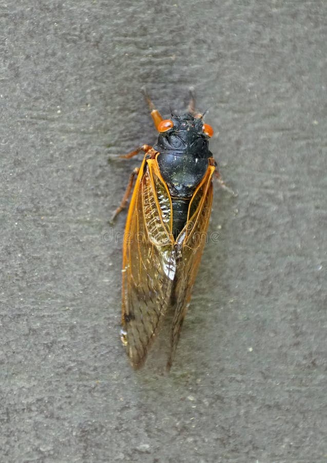 A Cicadas with Red Wings on the Ground Stock Image - Image of noise ...