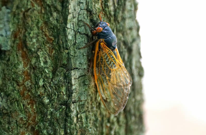 A Cicadas with Red Wings on the Tree Stock Image - Image of years ...