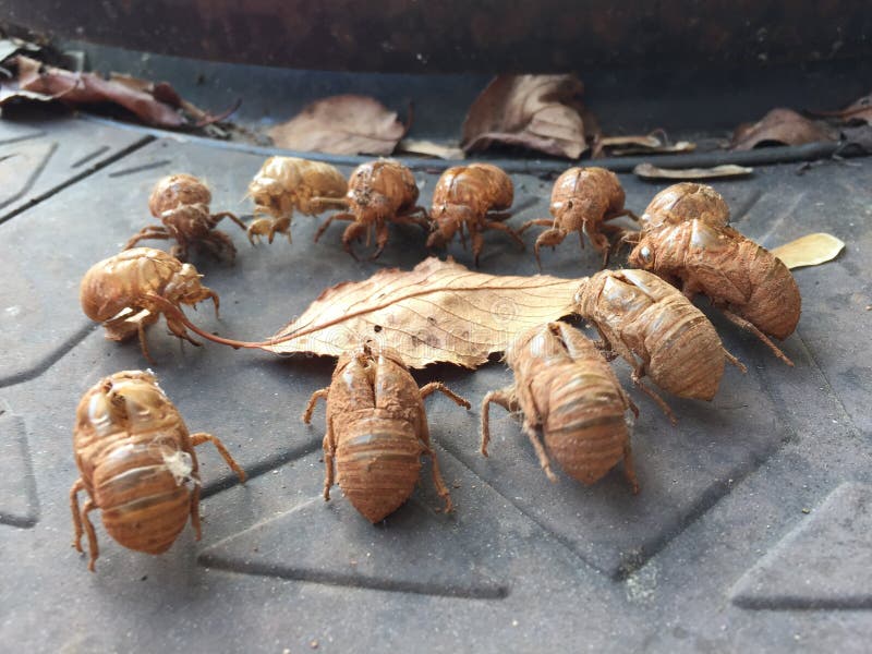 Bug Meeting stock image. Image of leaf, cicadas, shell - 108334737