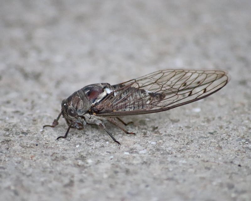 Cicadas Sing at Night To Avoid Predators Stock Photo - Image of florida ...