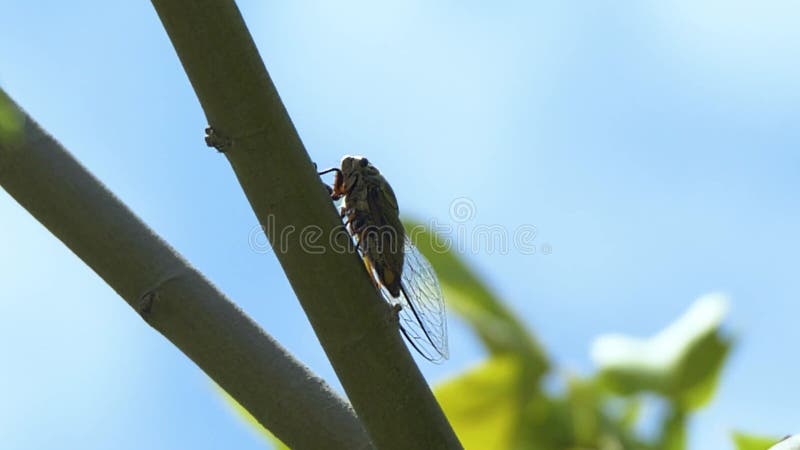 Cicadas Sing on the Trees in Summer Stock Video - Video of park ...