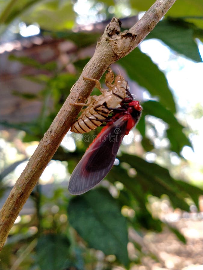 Cicadas or Tonggeret stock photo. Image of cicadas, insect - 209237420