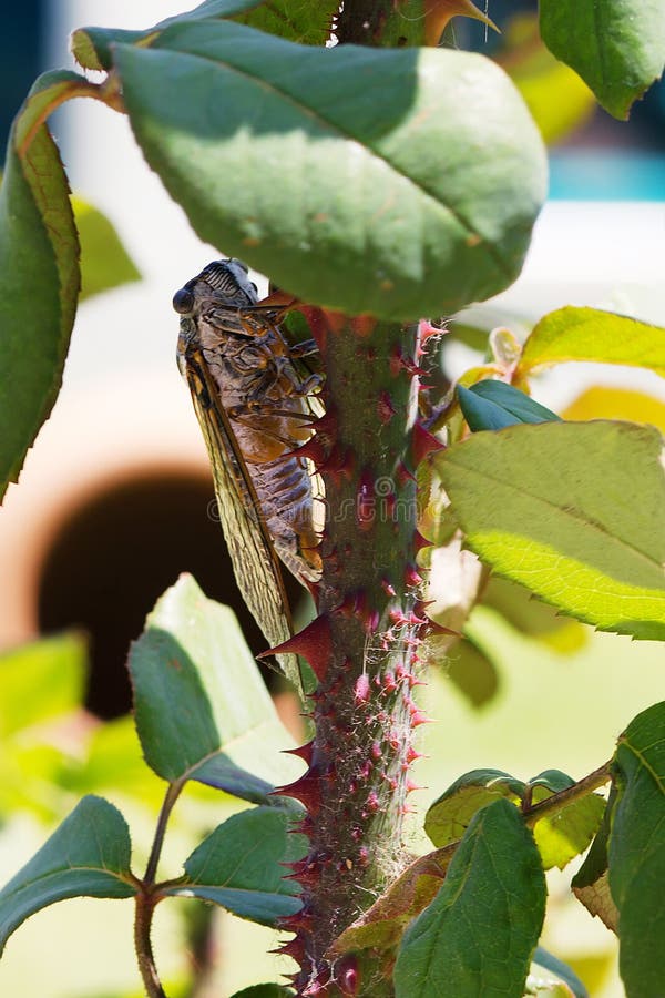 Cicade stock afbeelding. Image of wild, naughty, cicade - 114064049